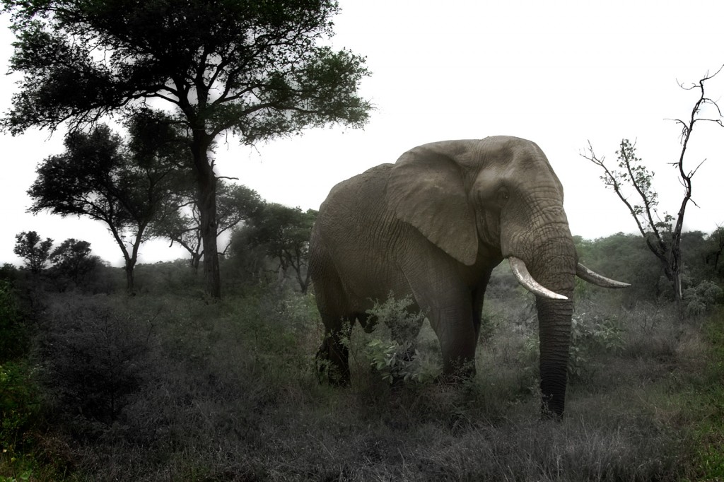 Elephants & the Extinction Vortex - Lisa Lindblad Travel Design